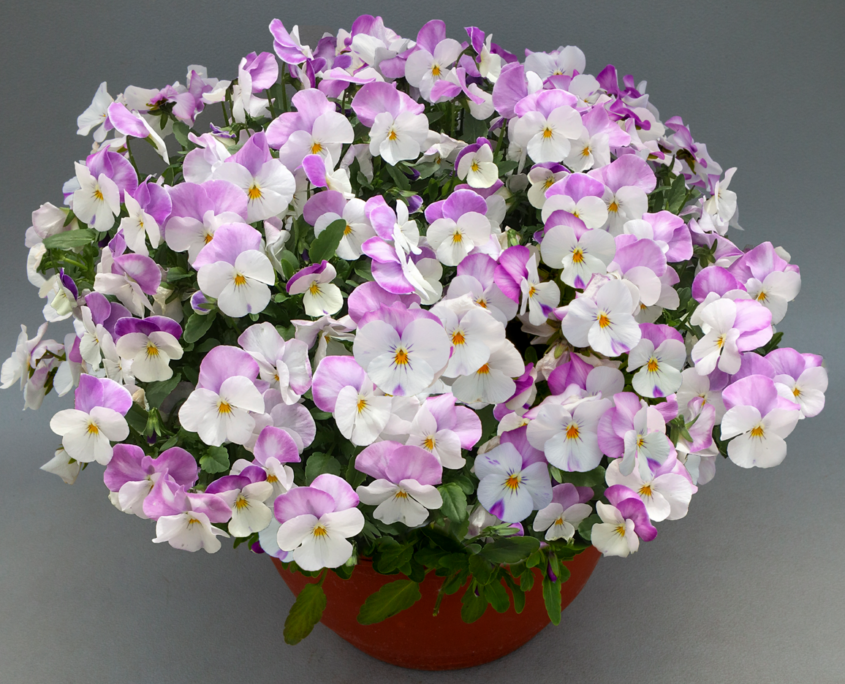 - Välkommen till SW Horto