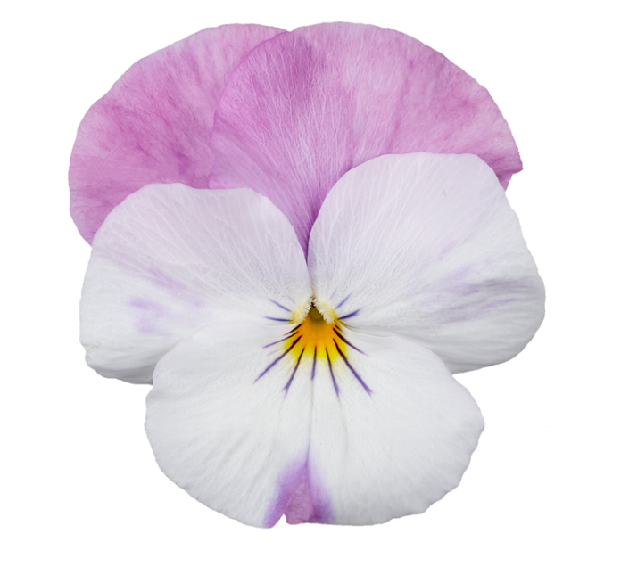 Viola Volante Pink Wing - SW Horto