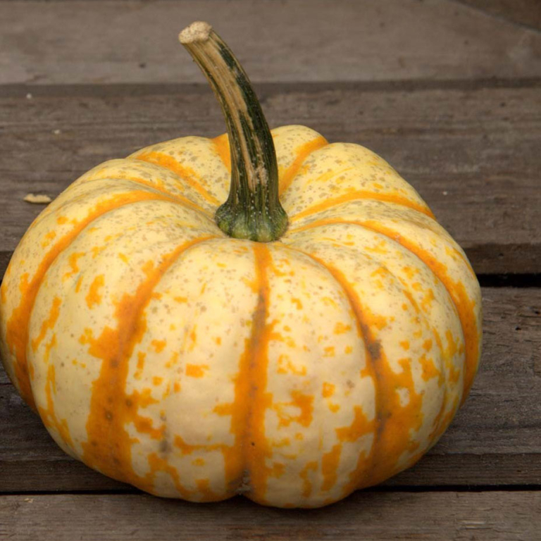 SWHorto – Yrkesodling & Grönytor | Växtförädling & Odlingsproduk